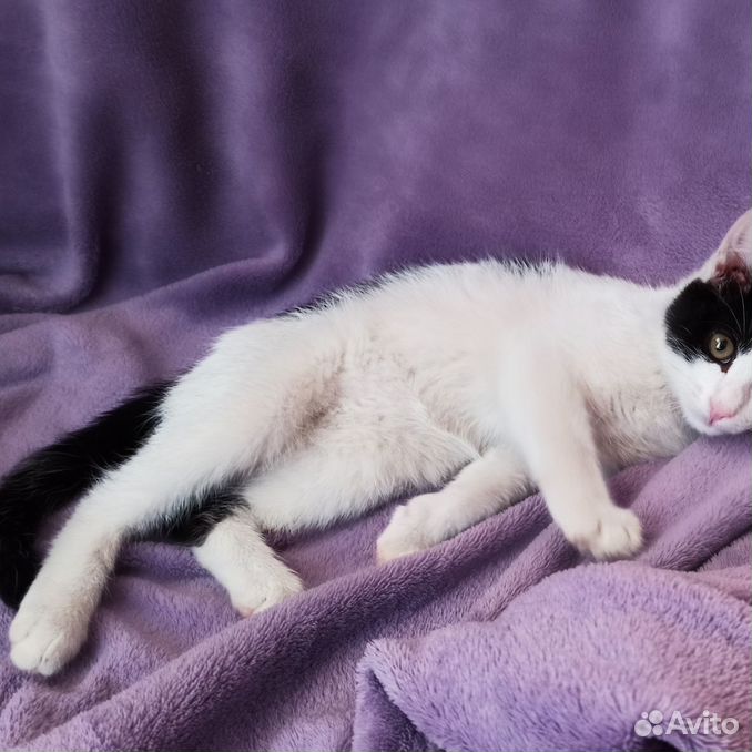 Маленькая кошечка Пума ищет дом )