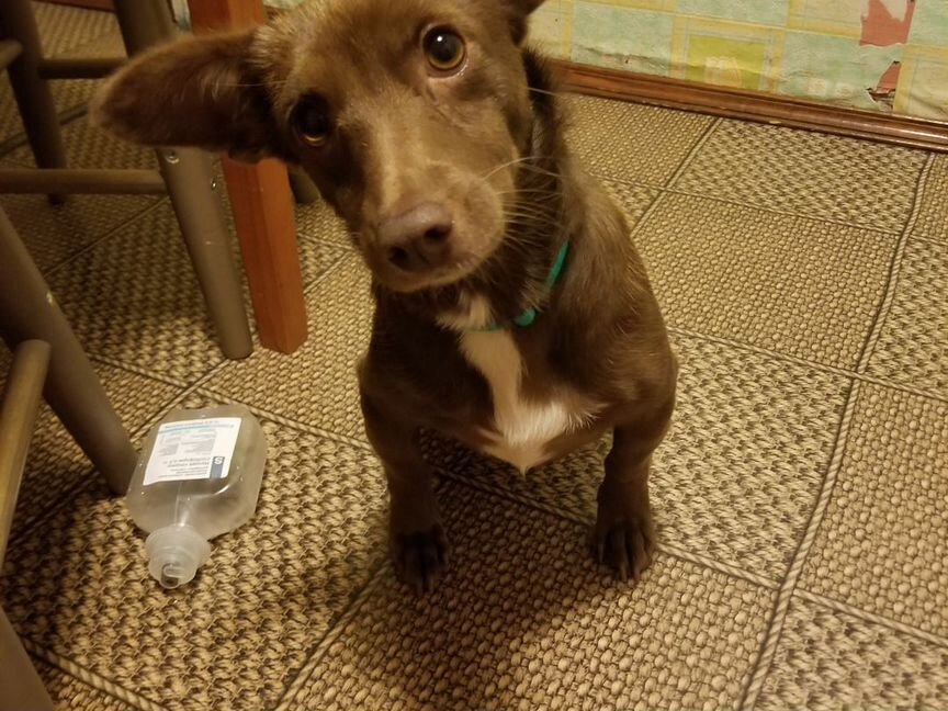 Отдам в добрые руки