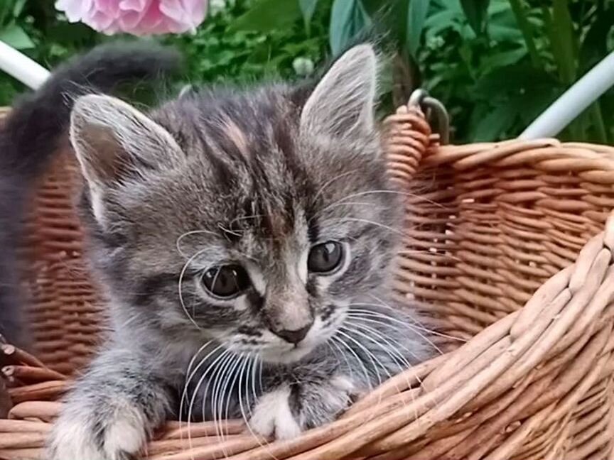 Котята красивые