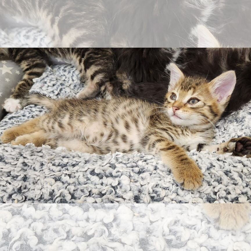 Котенок мальчик 2 месяца