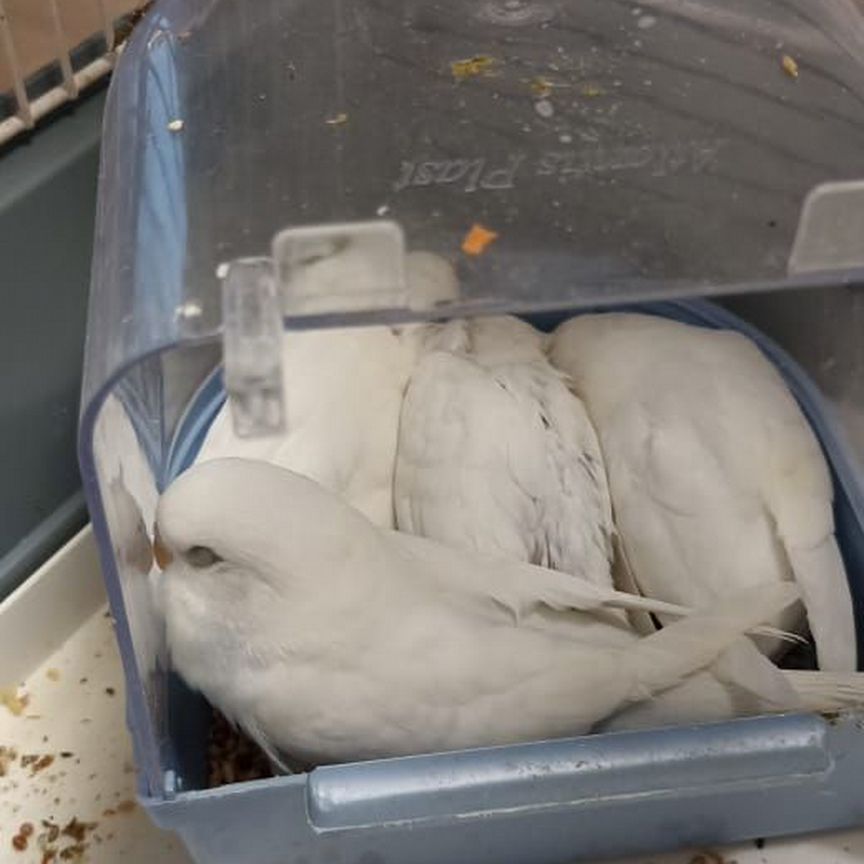 Птенцы волнистого попугая. Белые