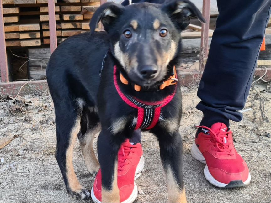 Юный охранник в добрый дом и надёжные руки