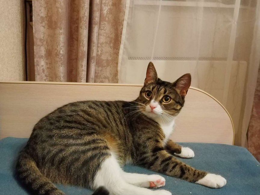Кошка Крошка в семью