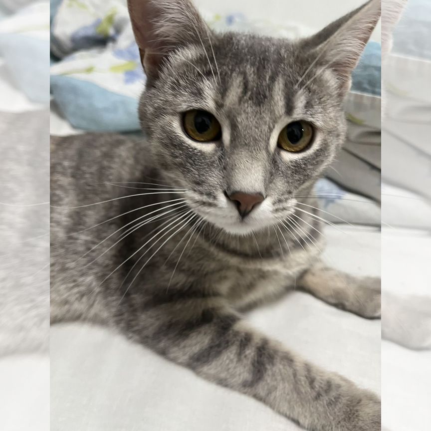 Взрослая, кошка в добрые руки