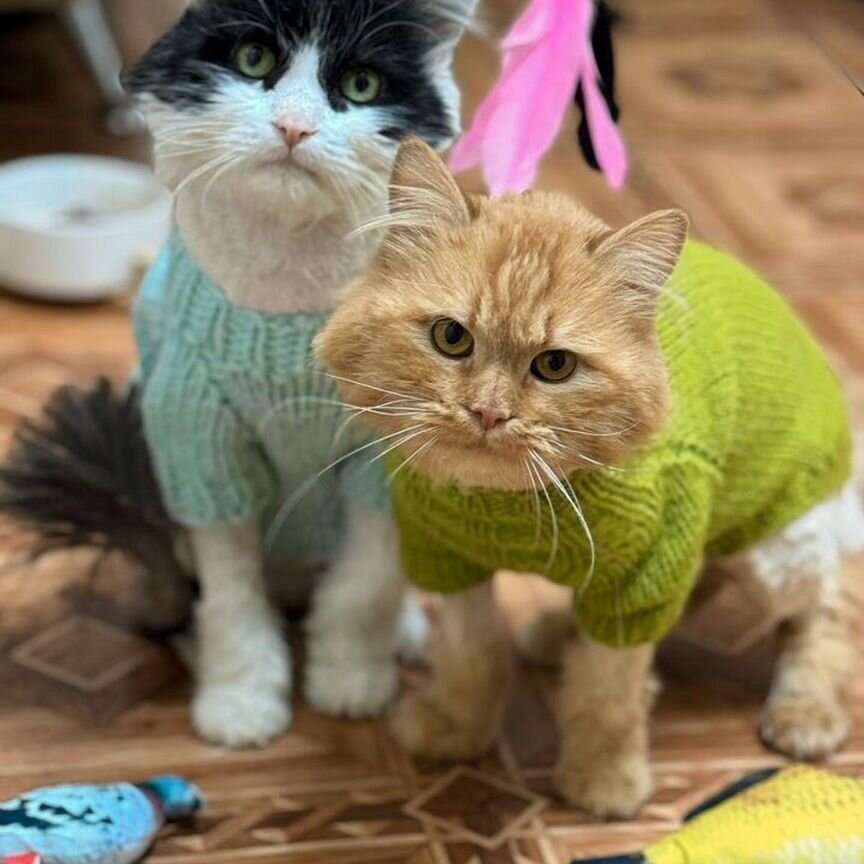 Котики неразлучники в добрые руки