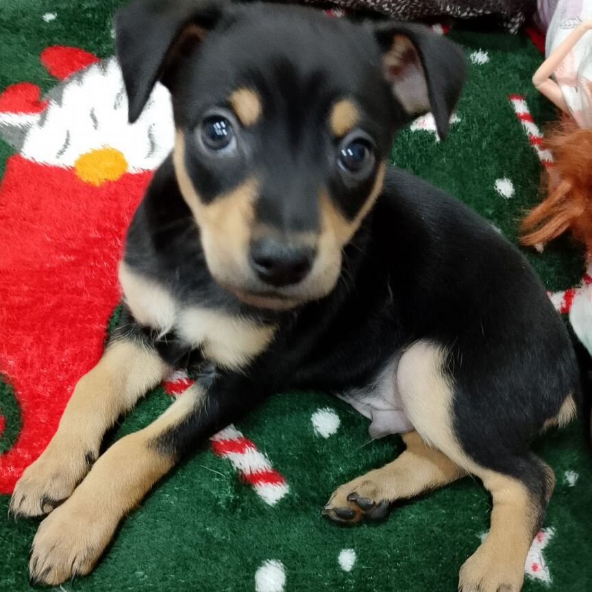 Русский той-терьер, щенок