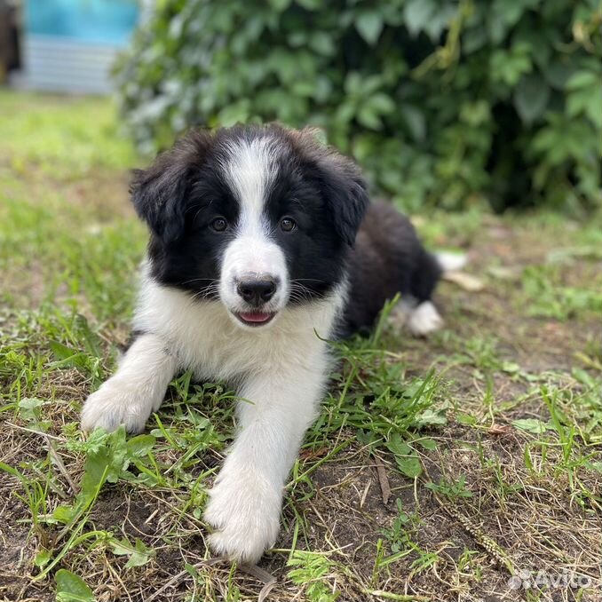 Классный парень бордер колли