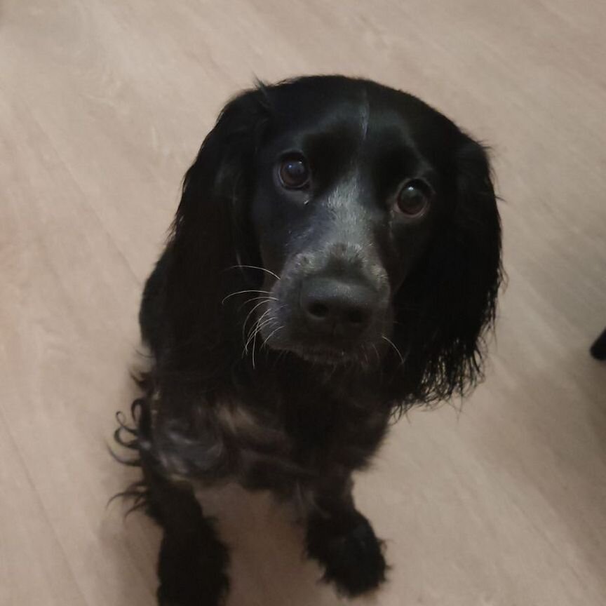 Русский спаниель