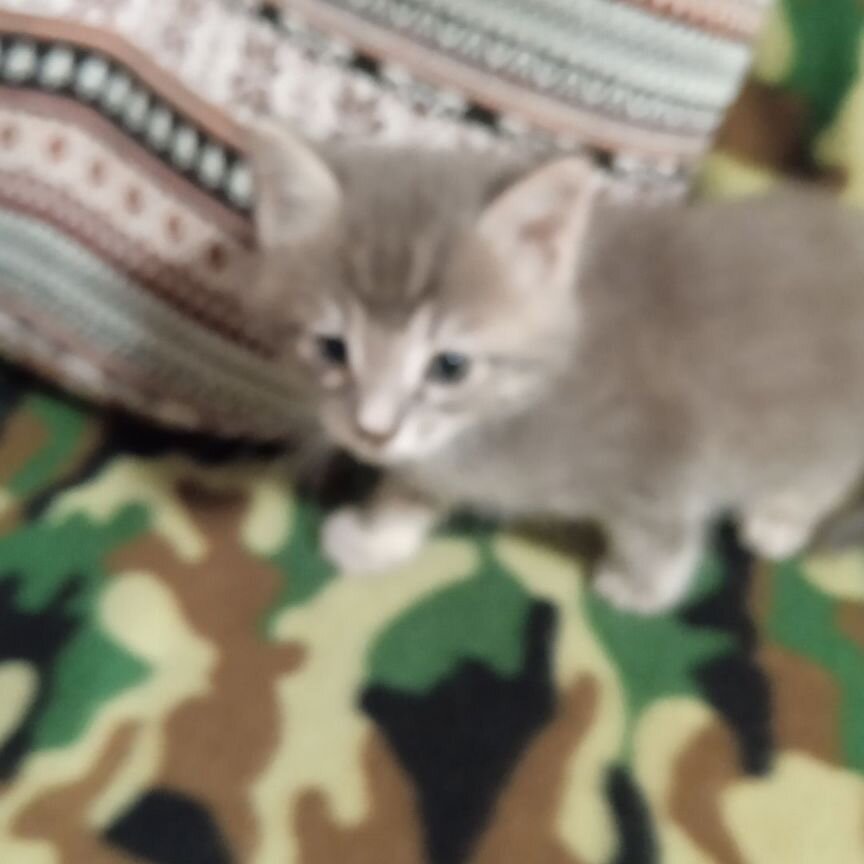 Котята в добрые руки