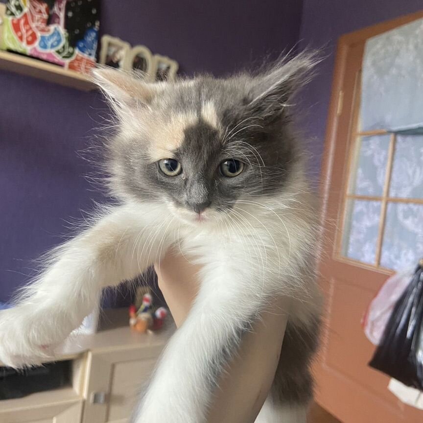 Котята