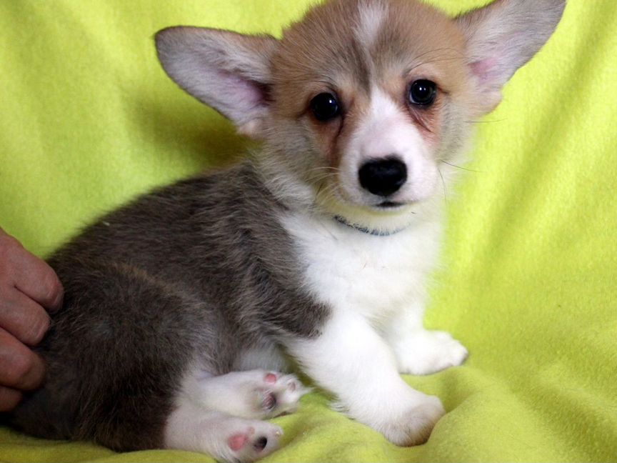 Вельш Корги Пемброк