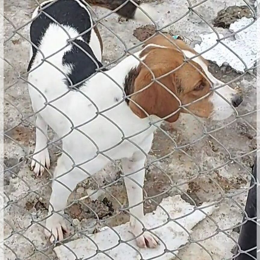 Эстонская гончая