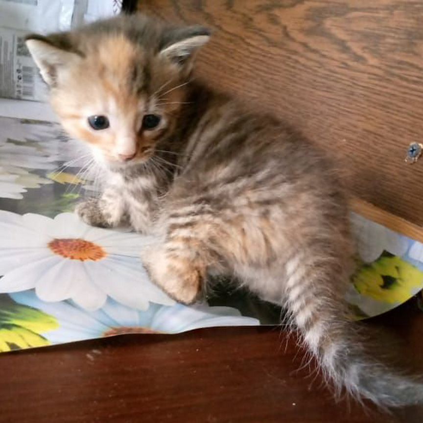 Котята