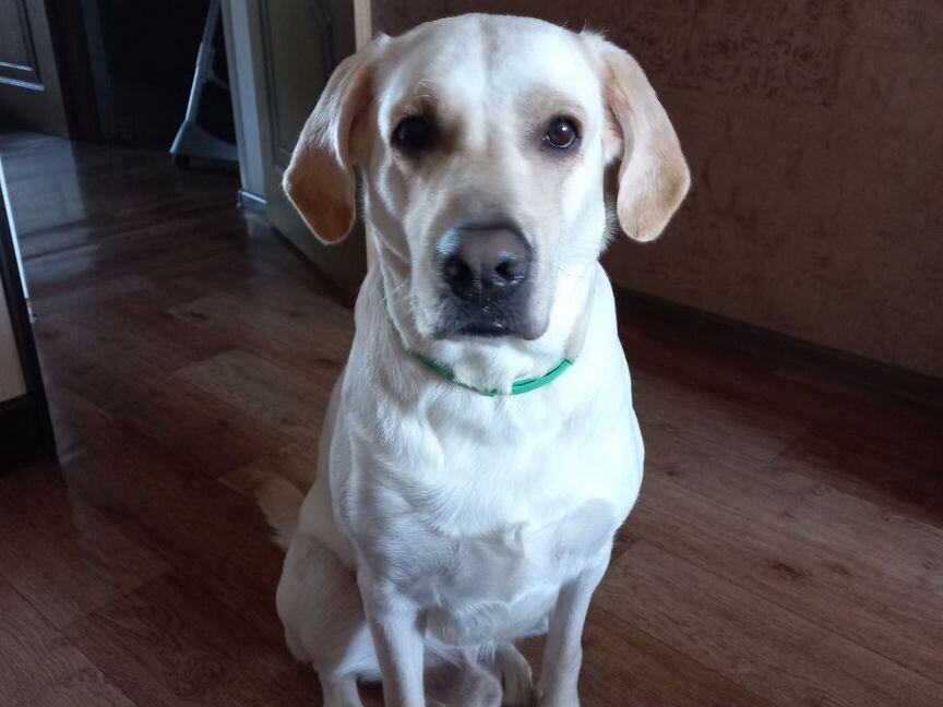 Кобель лабрадора вязка