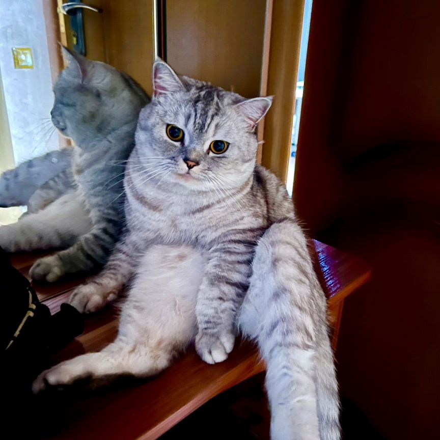 Красивый британский кот вязка