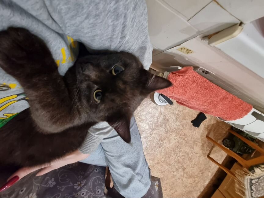 Отдаётся кот в добрый руки