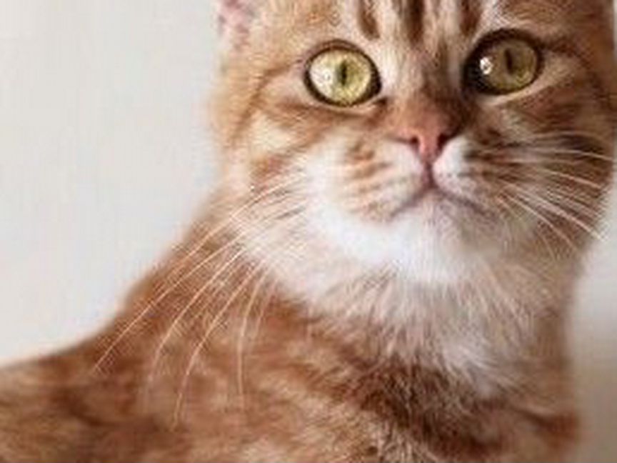 Кошка в добрые руки