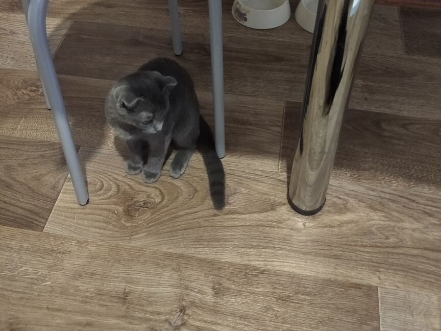 Шотландская веслоухая кошечка