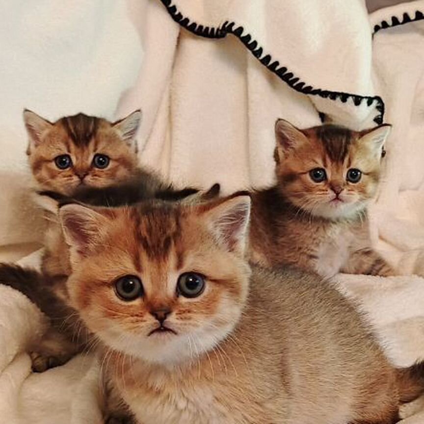 Британский короткошёрстный котёнок