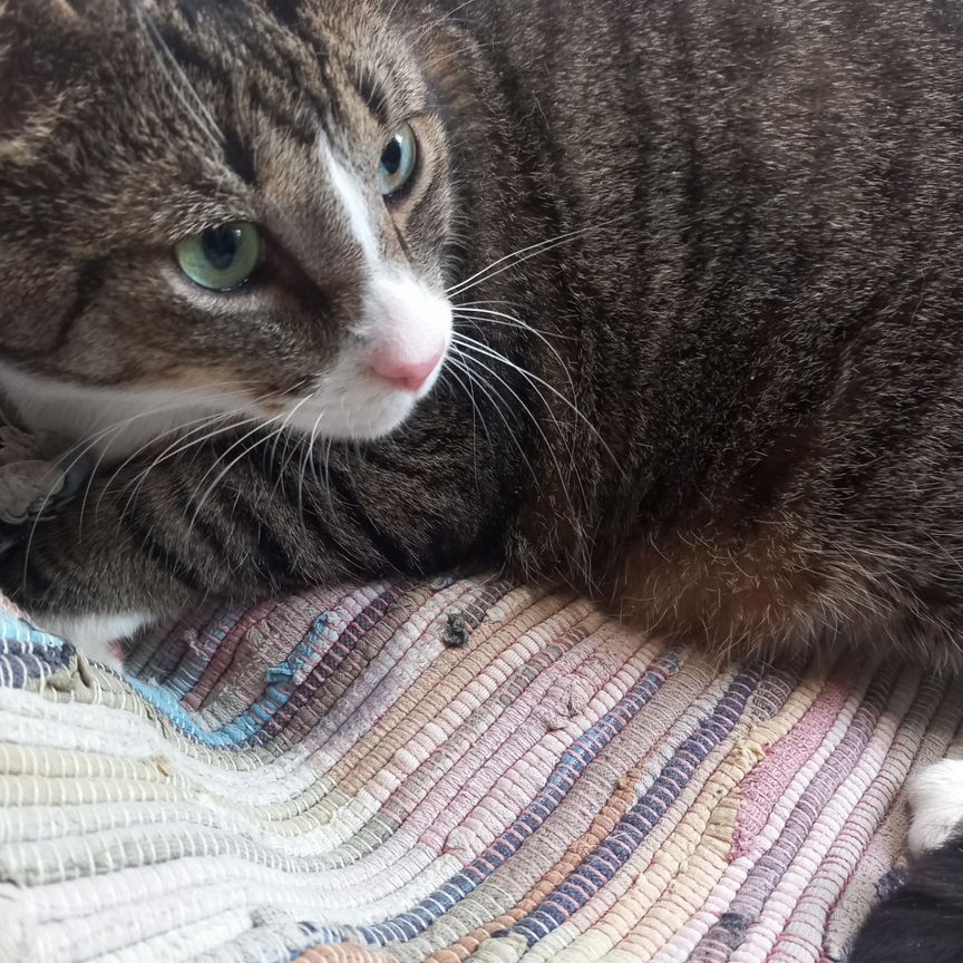Кот