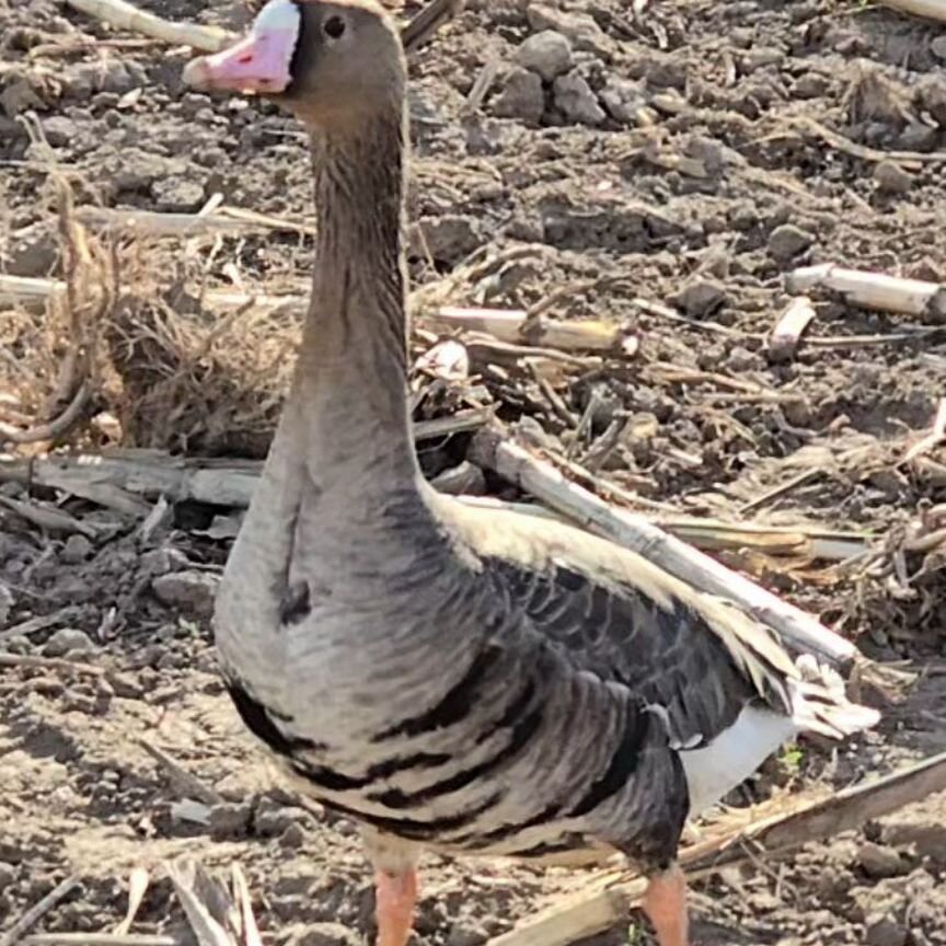 Белолобый гусь