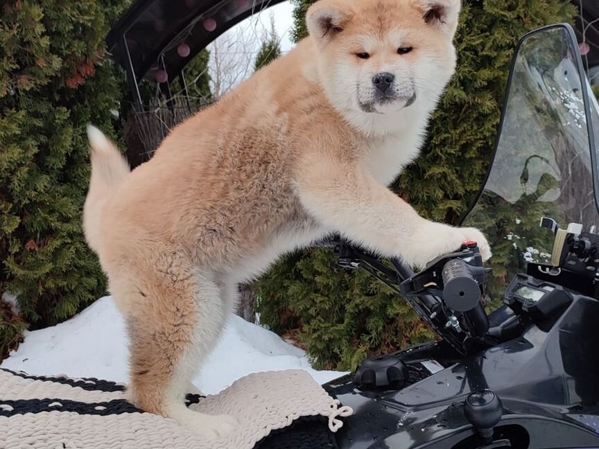 Акита Классный Малыш