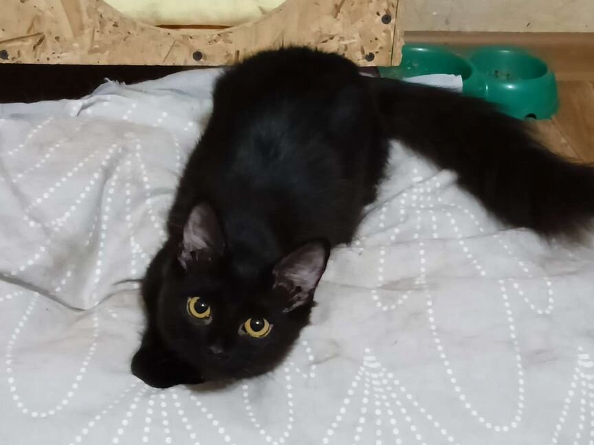 Кошка Чернуха в добрые руки 5 месяцев