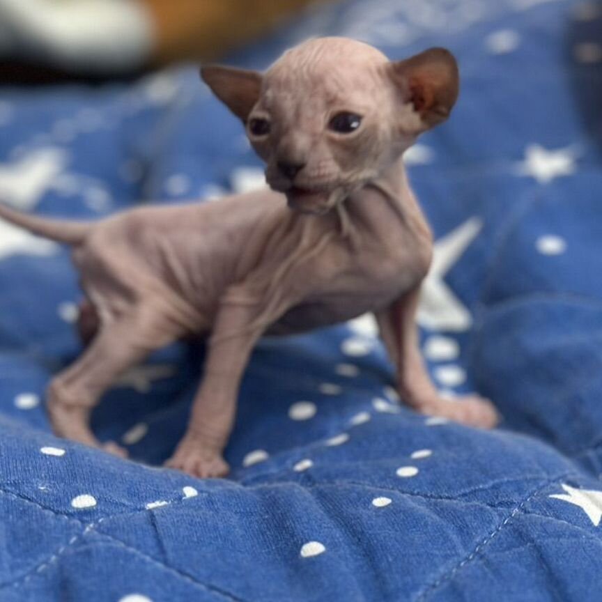 Котята сфинкс