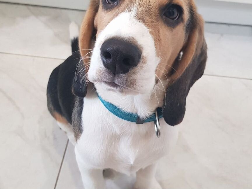 Бигль щенок мальчик