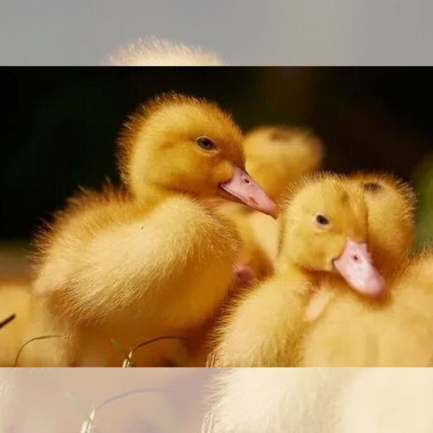 Утята пекинской породы