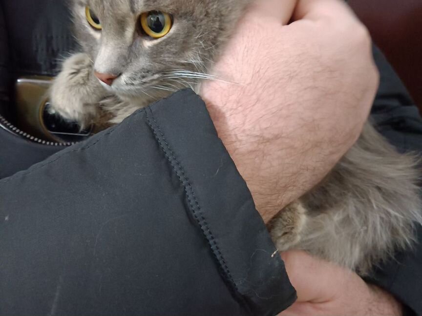 Длинношерстный кот