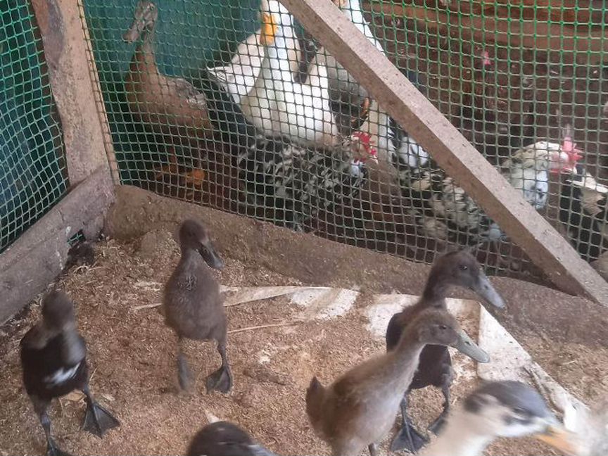 Утки индийский бегунок