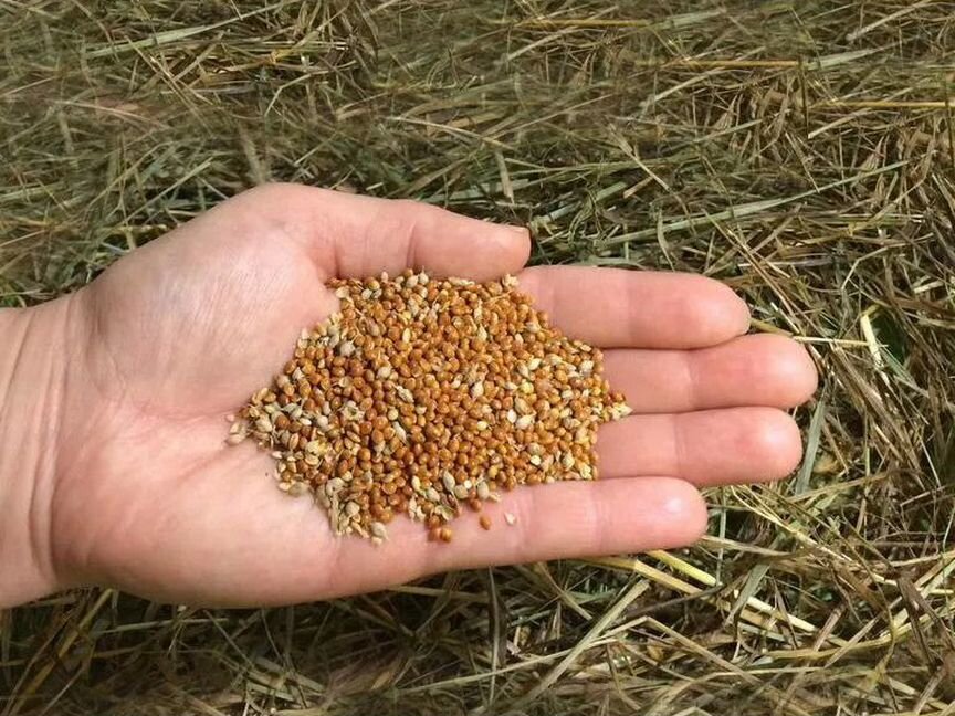 Просо. Рожь. Зерно. Корма