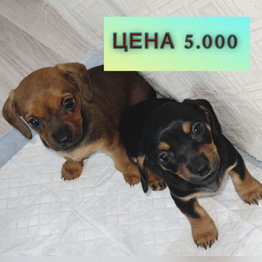 Кроличья такса, щенок