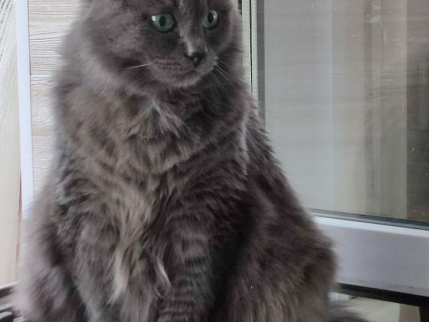 Взрослый кот отдам