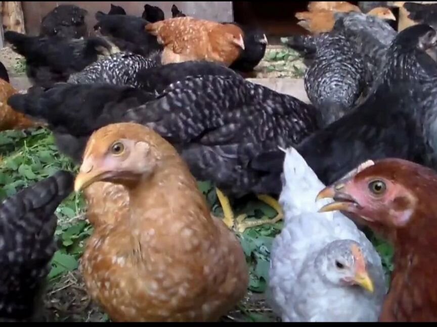 Подрощеные Петушки 2.5мес