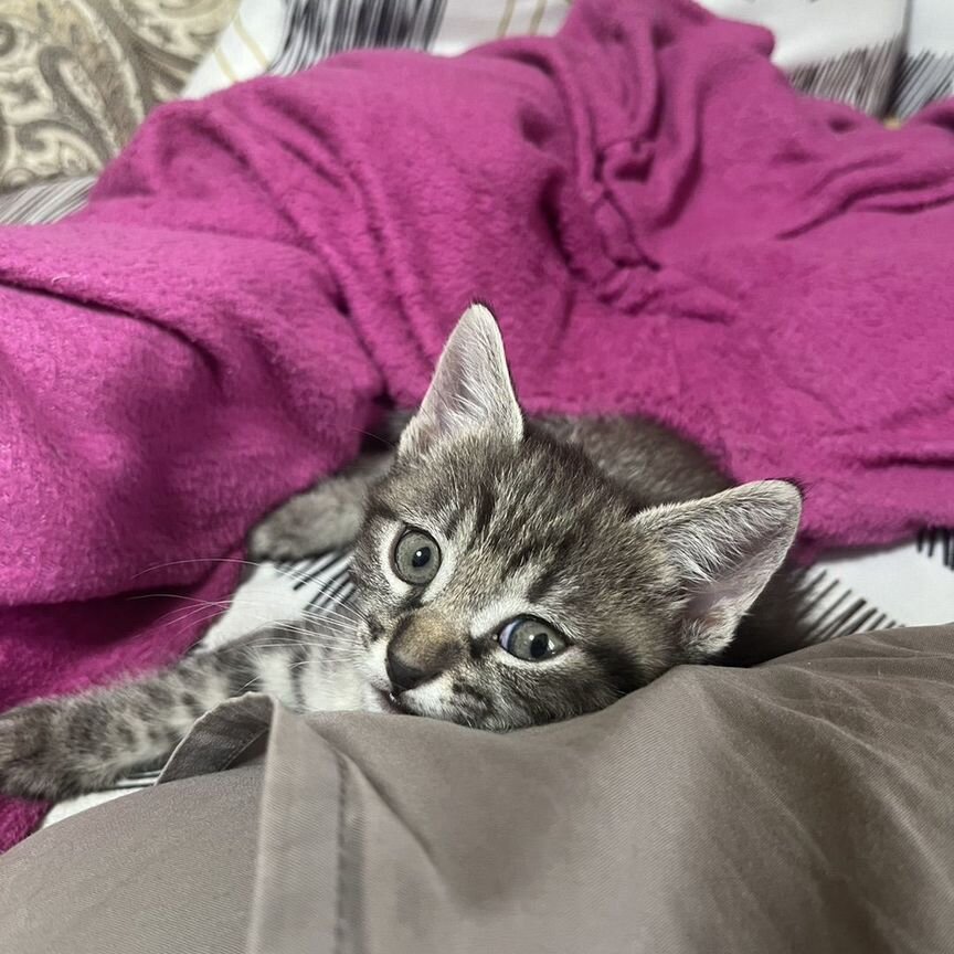 Котенок от большой любви