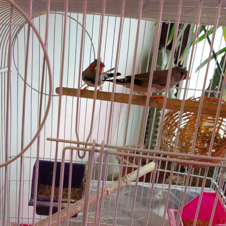 Зебровые амадины,птенцы