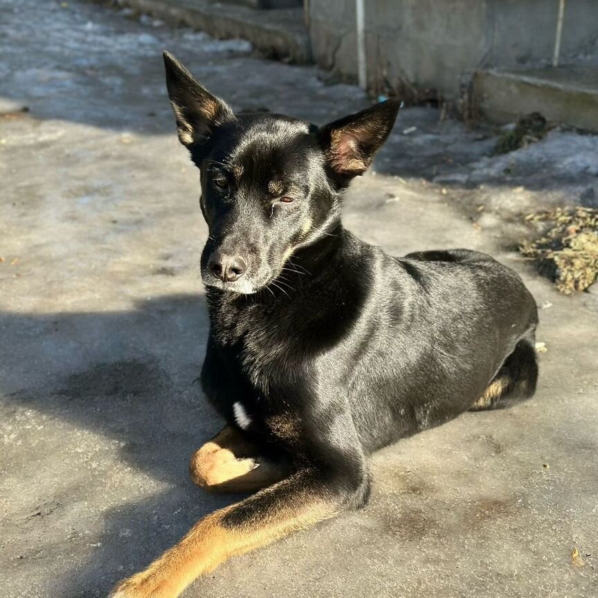 Самый добрый пес