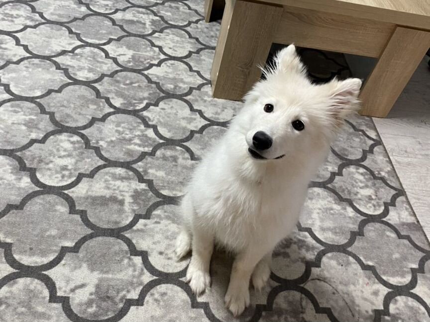 Продам щенка самоеда