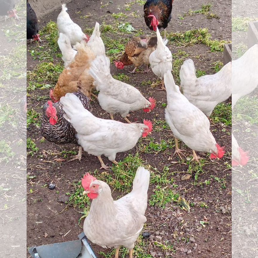 Курицы-несушки