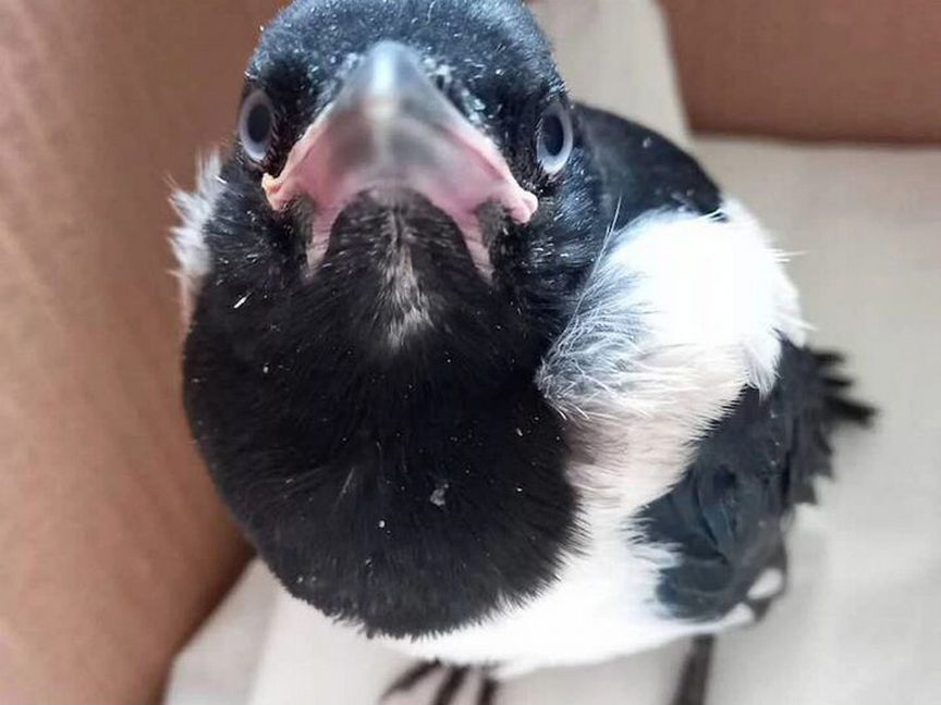 Птенец сороки