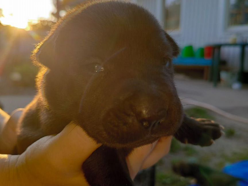 Щенки шарпей бронирование