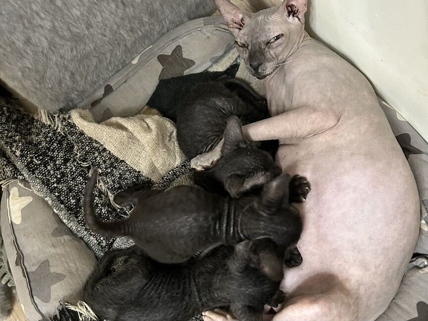 Котята сфинкса браши