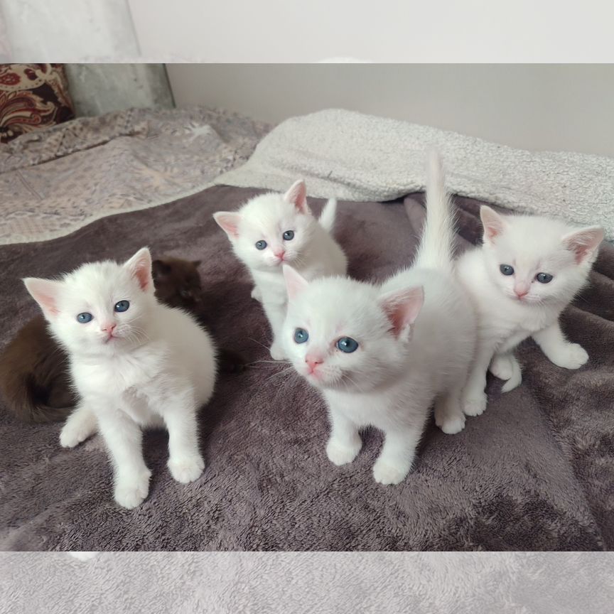 Шотландский прямоухий короткошёрстный котёнок