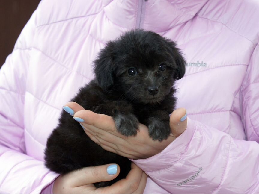 Щенки Мальтипом