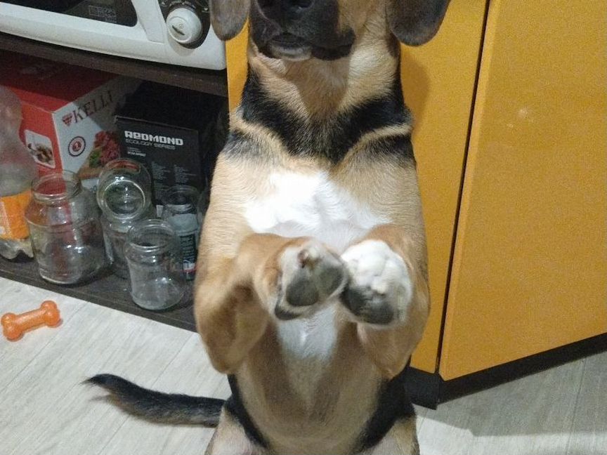 Собака в добрые руки отдам