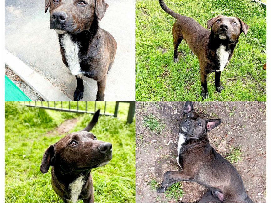 Собака в дар