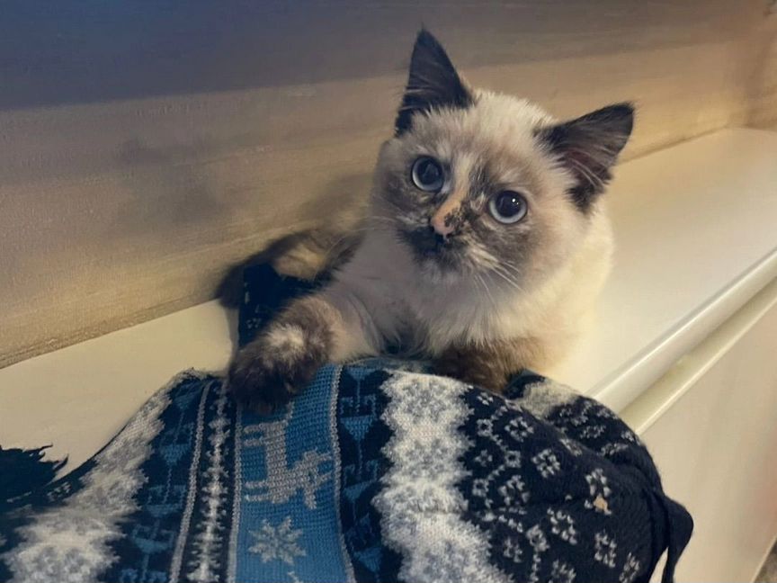 Невская маскарадная котенок