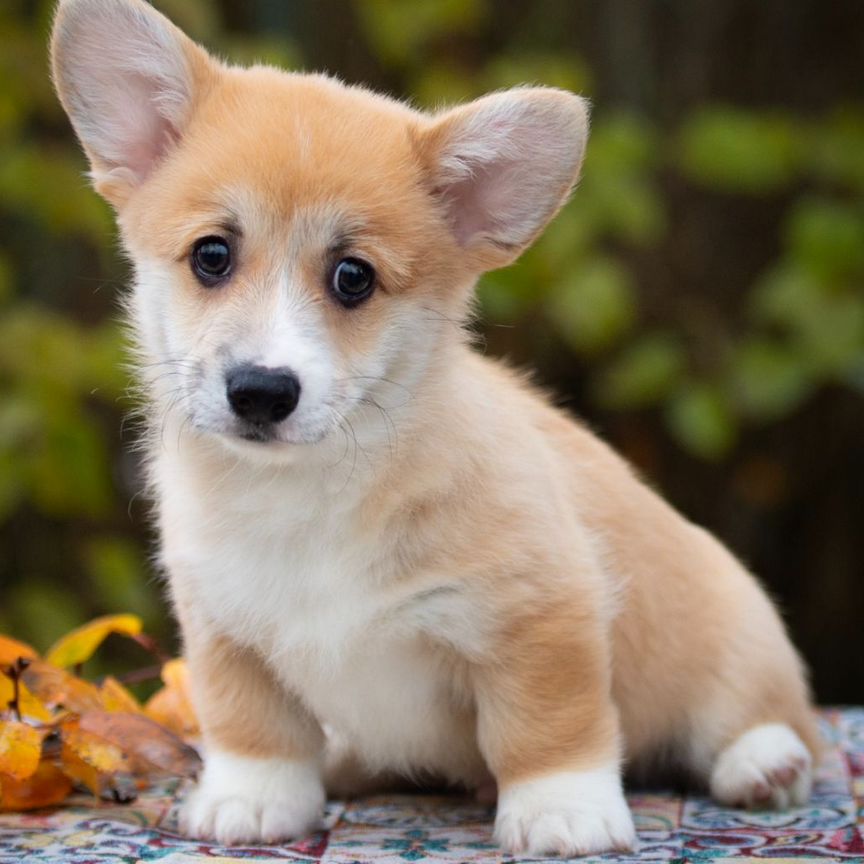 Вельш Корги Пемброк, щенок